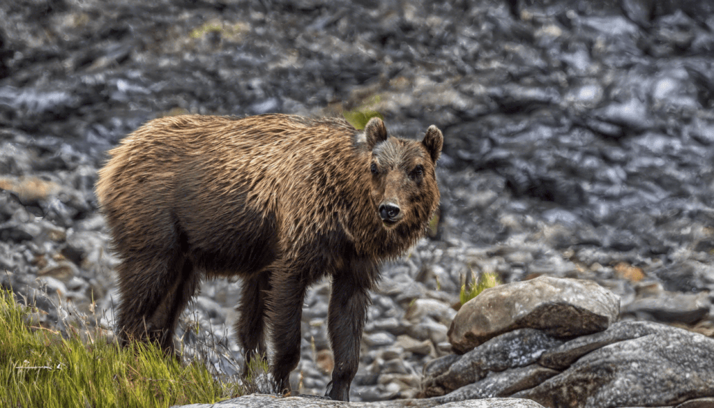 Best Places To See Wildlife In Glacier National Park - Montana Sights